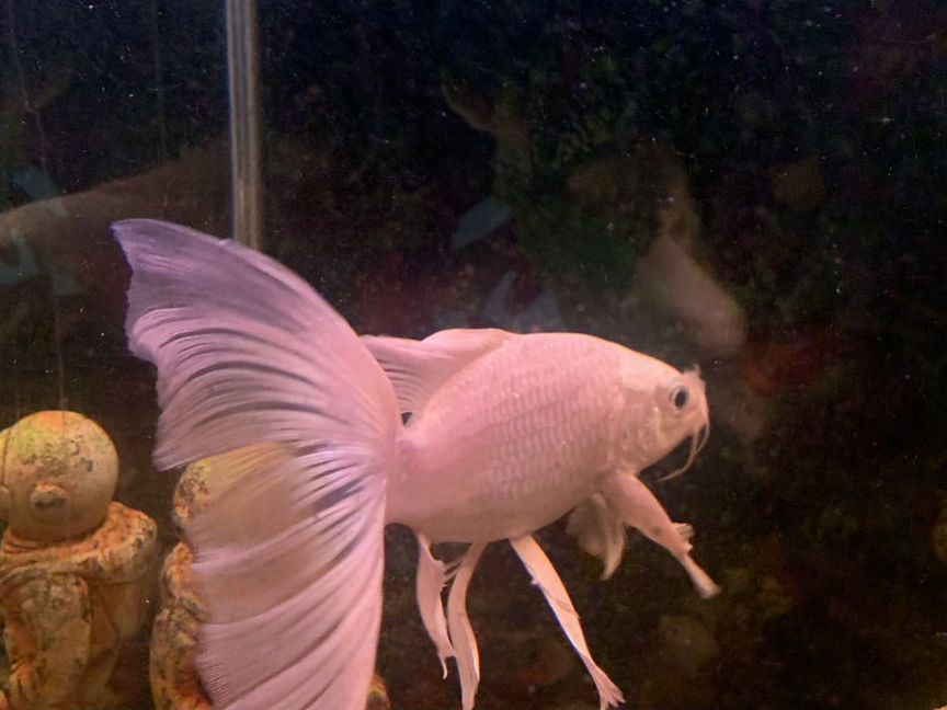 Аквариумная рыбка Комета белая