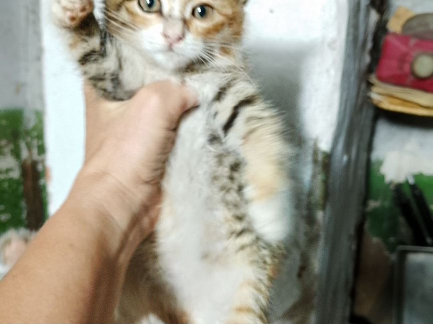 Котенок, 2.5мес, девочка