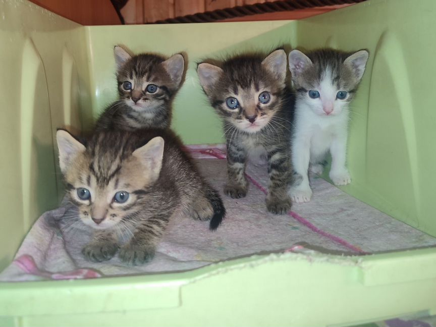 Котята в добрые руки