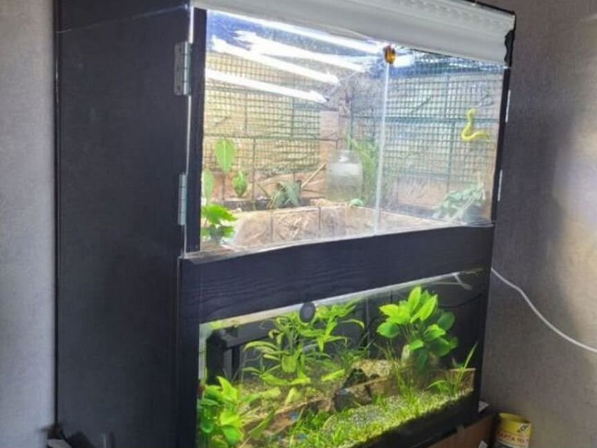 Аквариумные рыбки