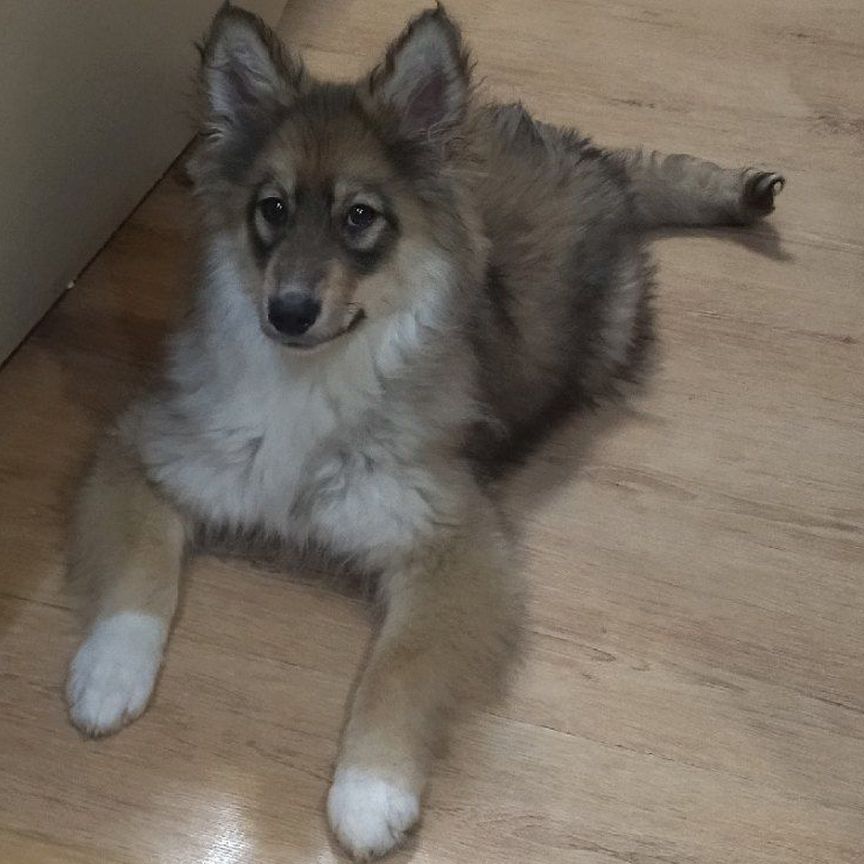 Лайка, щенок