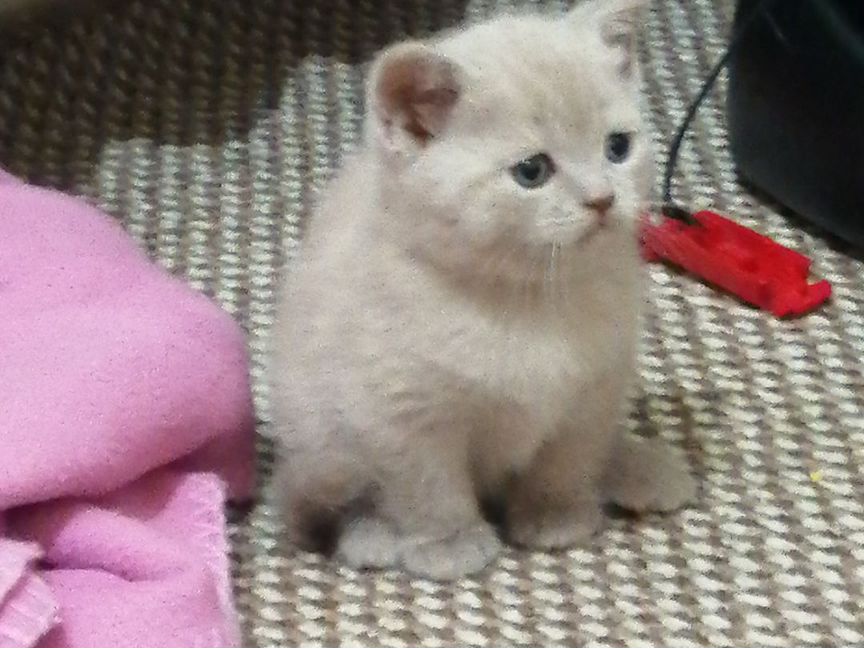 Шотландские котята