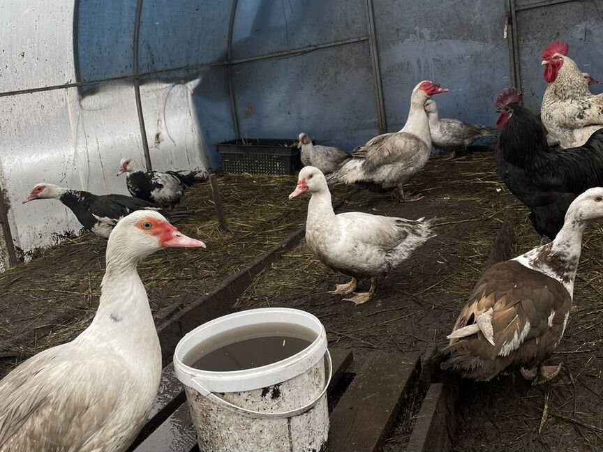 Индоутки на племя самцы и самки