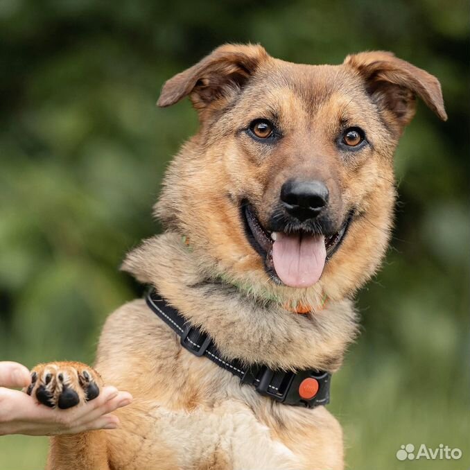 Обаятельная собака Злата в добрые руки