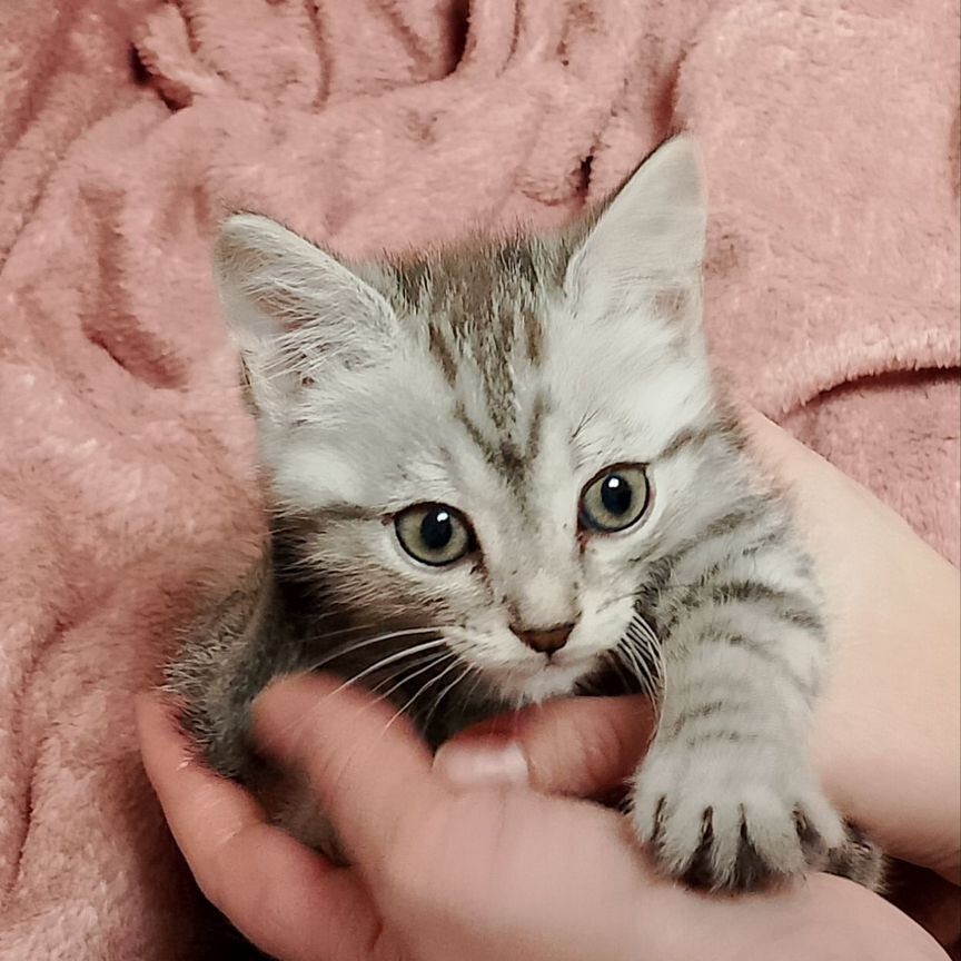 Котёнок в добрые руки