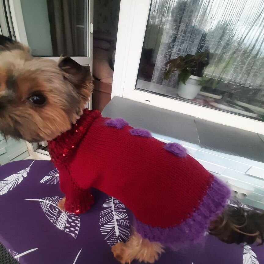 Свитер для маленькой собаки