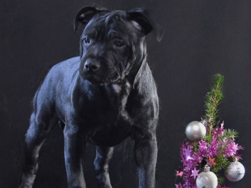 Щенок стаффордширского бультерьера