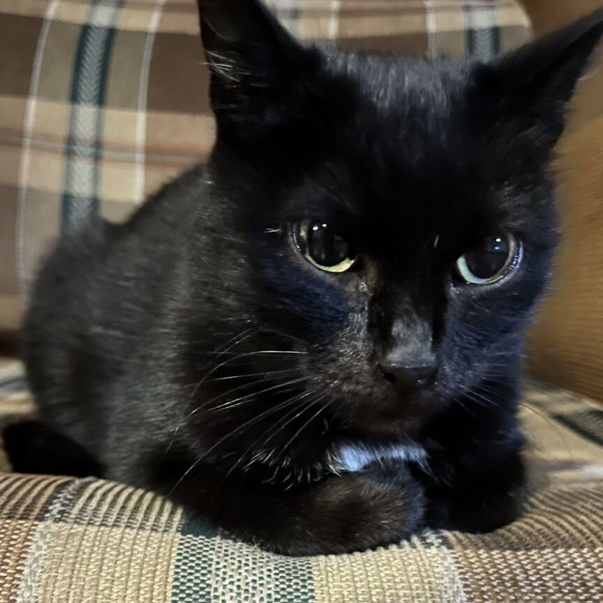 Взрослая кошка в добрые руки