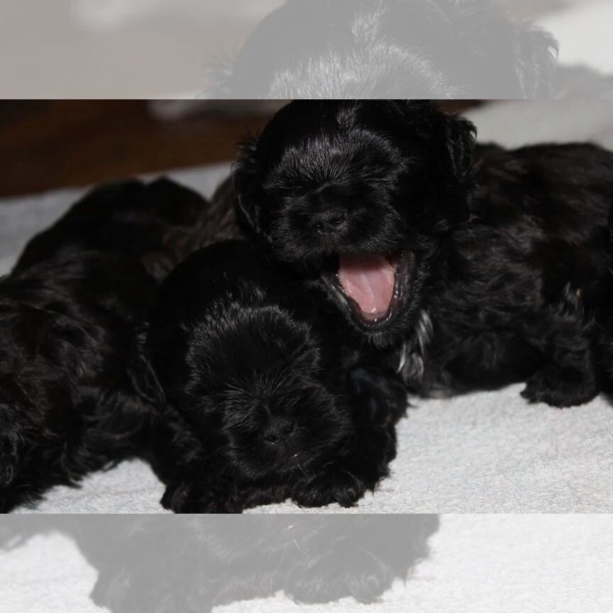 Мальтипу, щенок