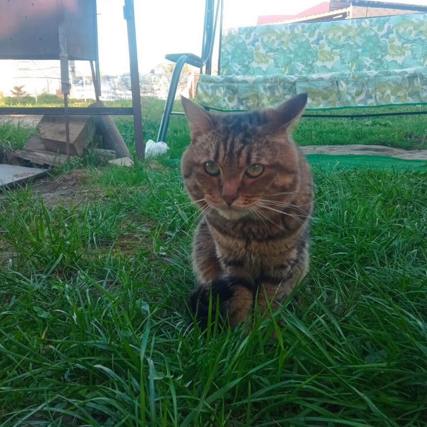 Кот Амур