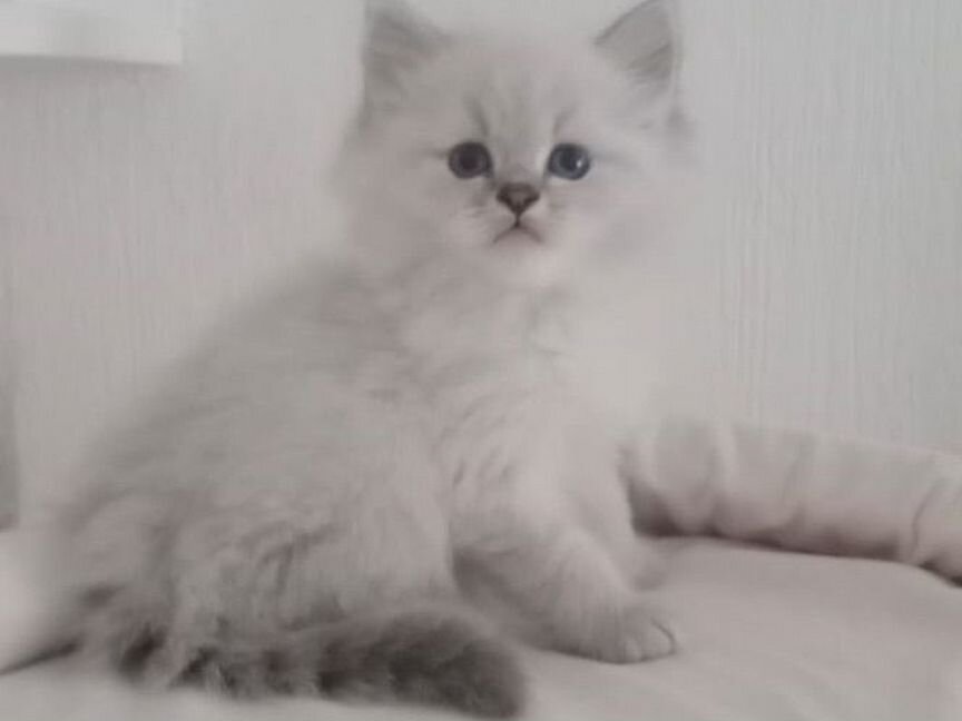 Котята Невские маскарадные