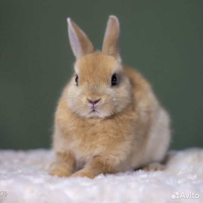 Желтый крольчонок минор