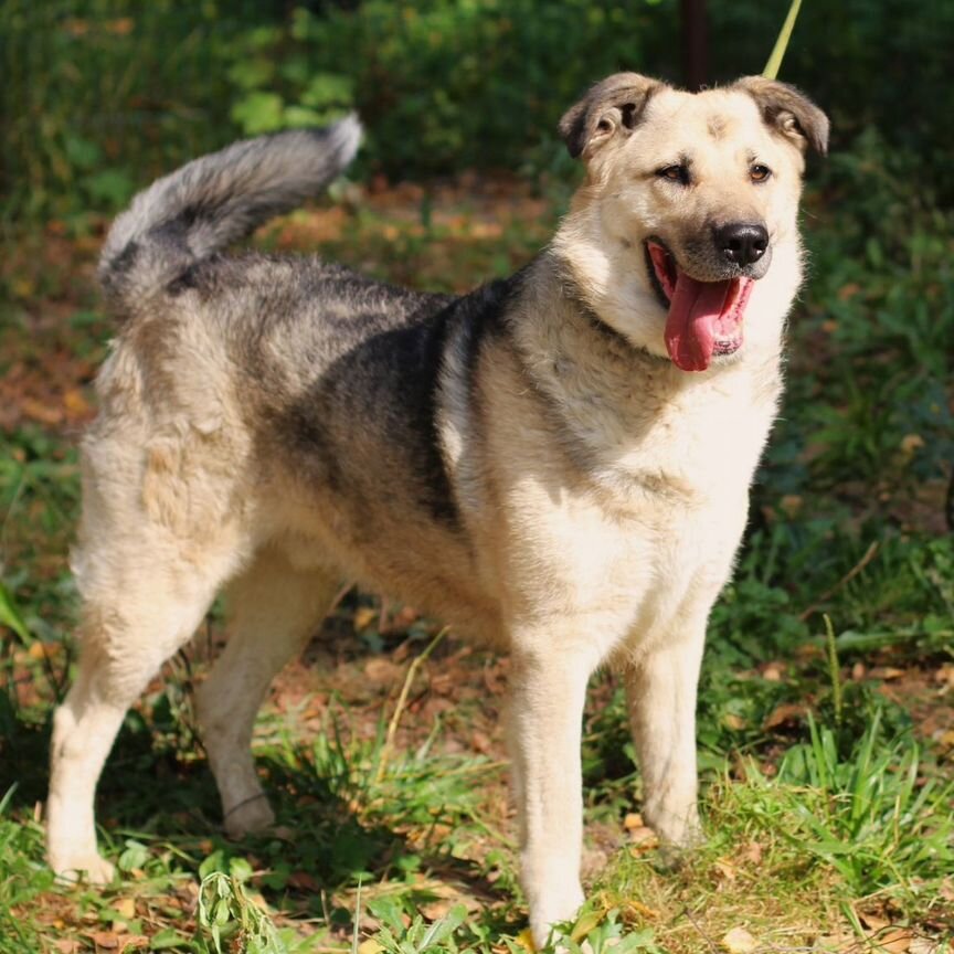 Взрослая собака в добрые руки