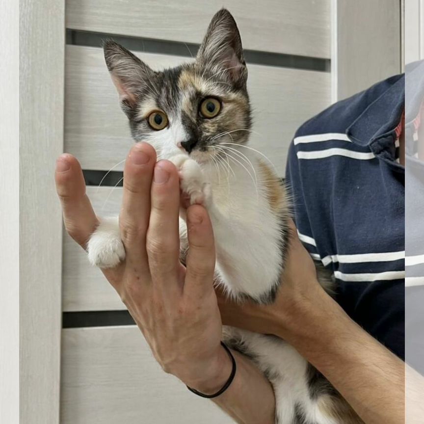 Кошечка в добрые руки
