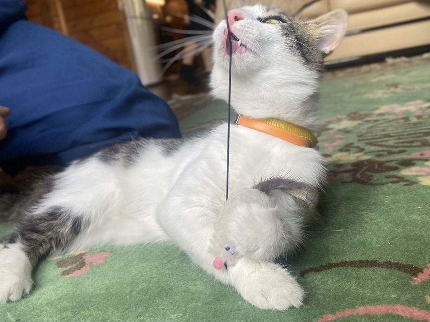 Котенок в добрые руки