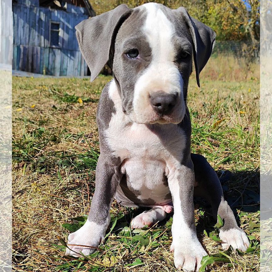 Темно-голубые щенки Американского стафф терьера