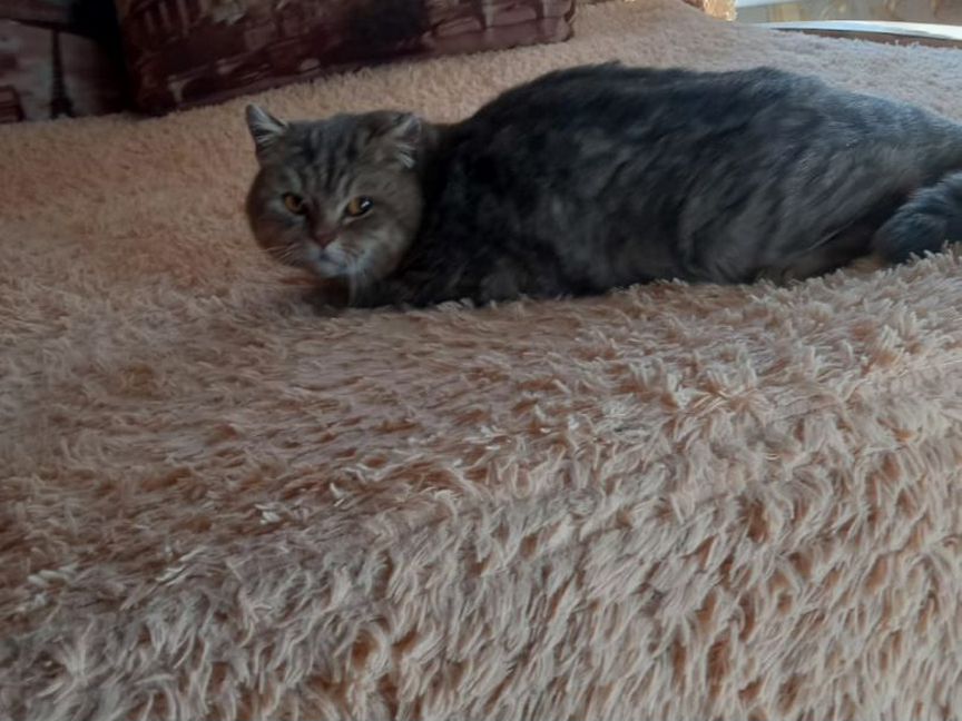 Кот шотландский