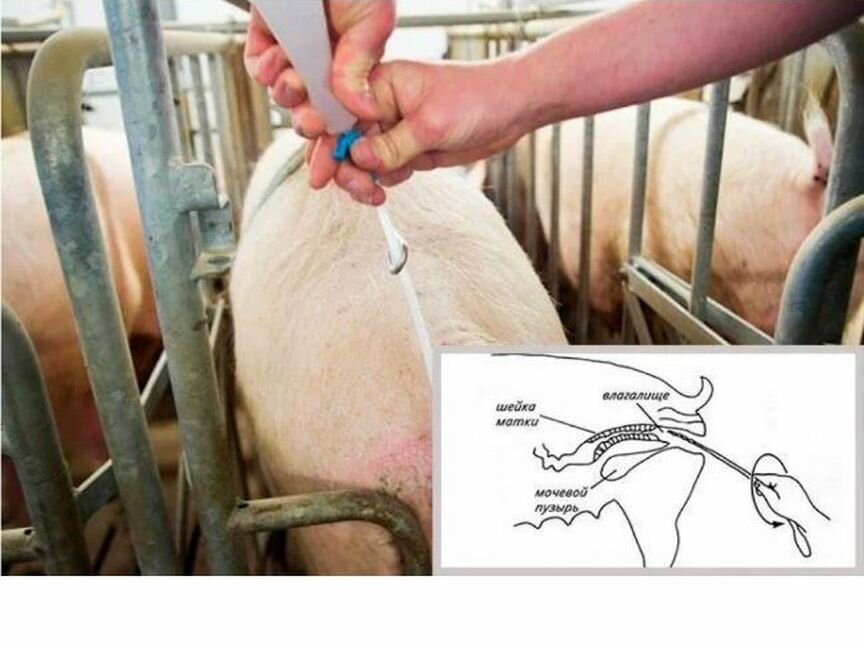 Спермодоза для свиней,пьетрен