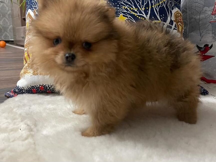 Щенки шпица