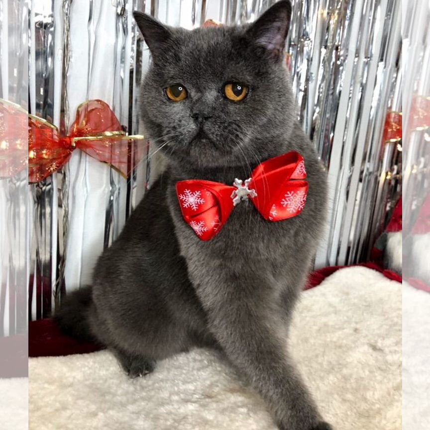 Британский короткошёрстный, взрослый кот