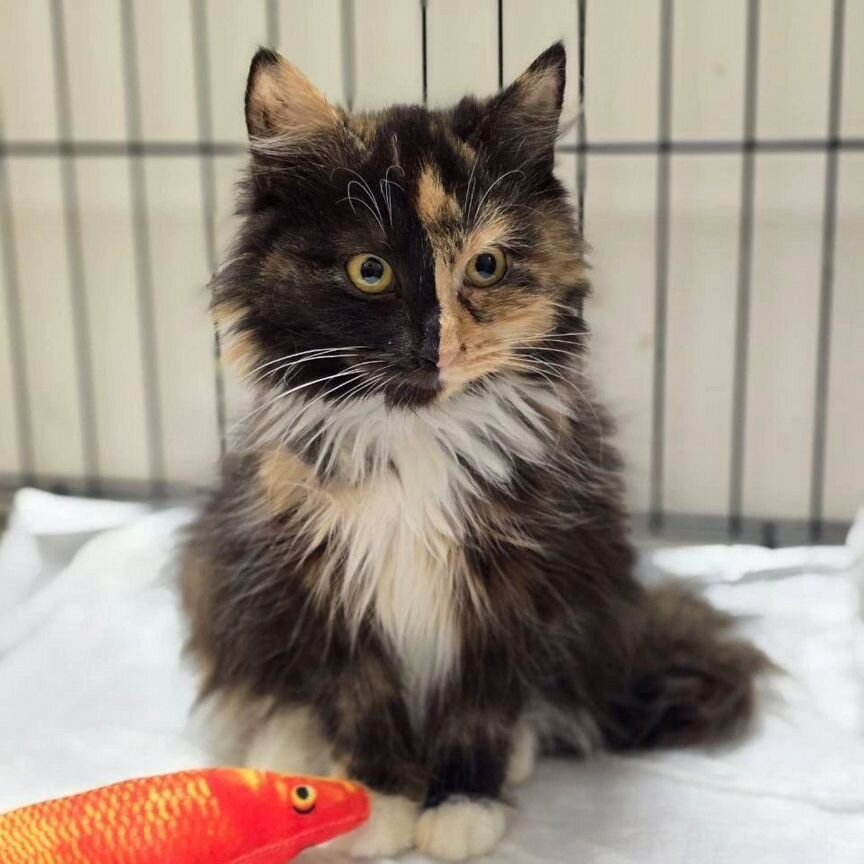 Чудо кошечка котенок