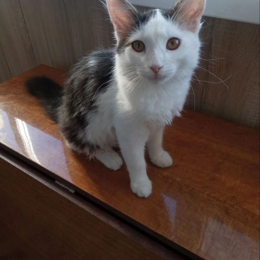 Зефир 5 месяцев