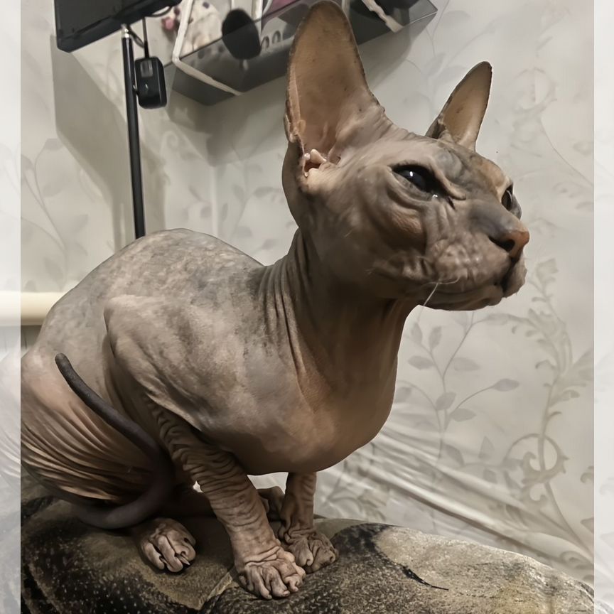 Донской сфинкс, взрослая кошка