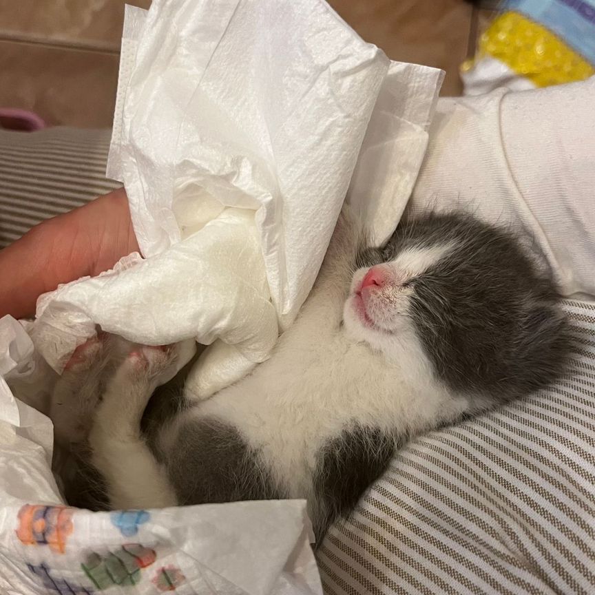 Котёнок в добрые руки