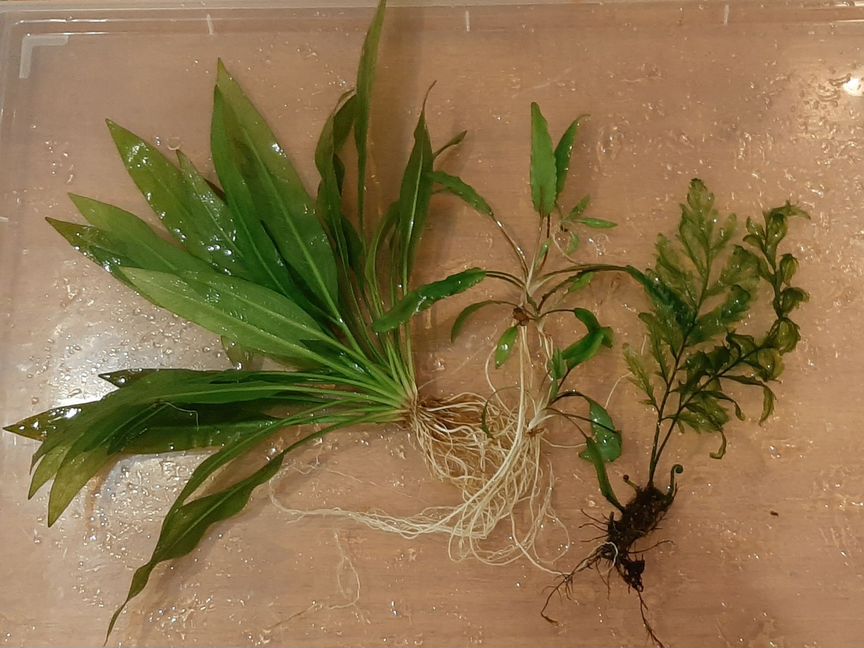 Набор аквариумных растений