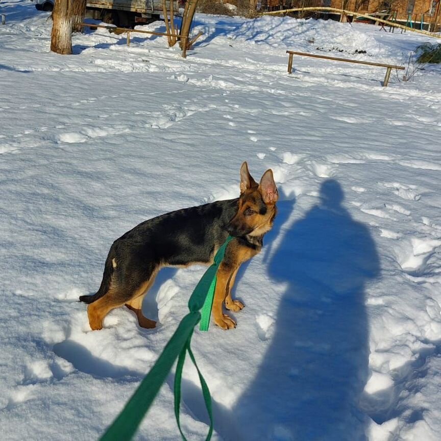 Немецкая овчарка