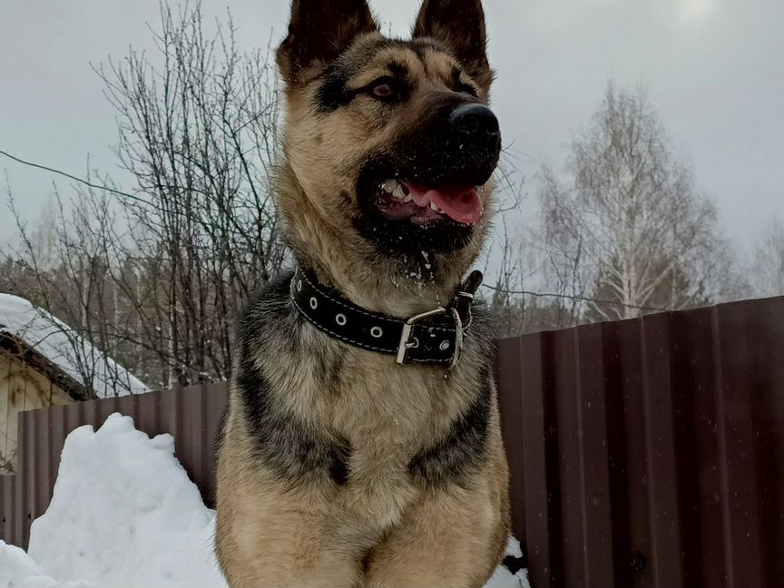 Восточноевропейская овчарка вязка