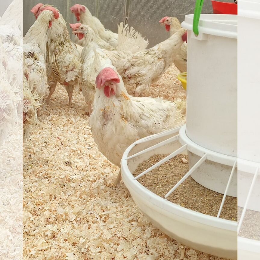 Куры несушки