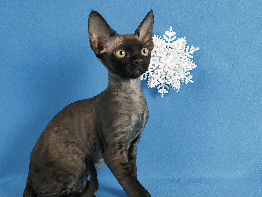 Котята породы Девон-Рекс из питомника