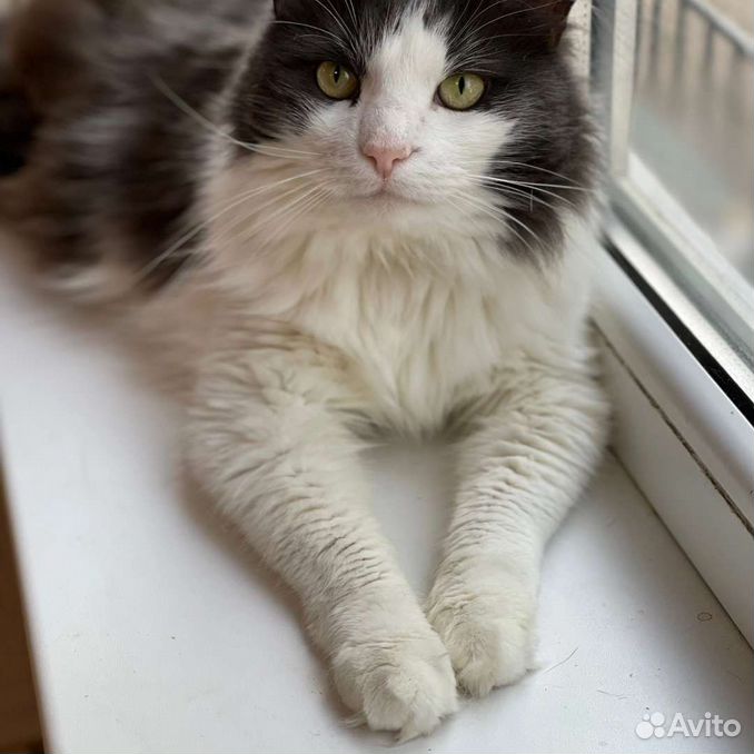 Кот Лукас
