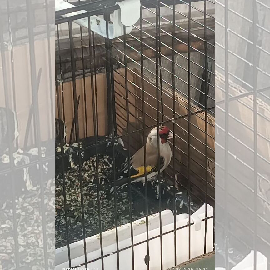 Птица Щегол