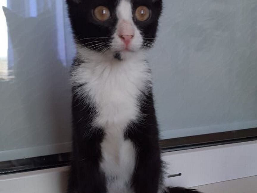 Котёнок в добрые руки