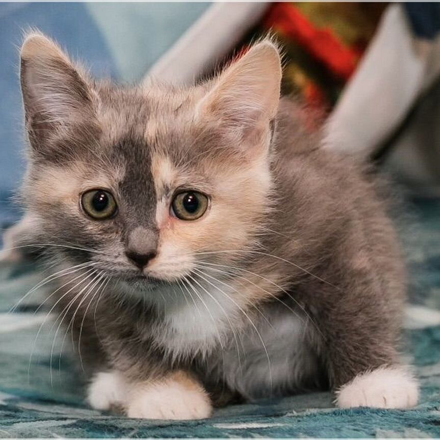 Чудо ищет дом. Котенок в дар
