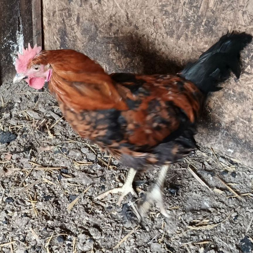 Петух молодой