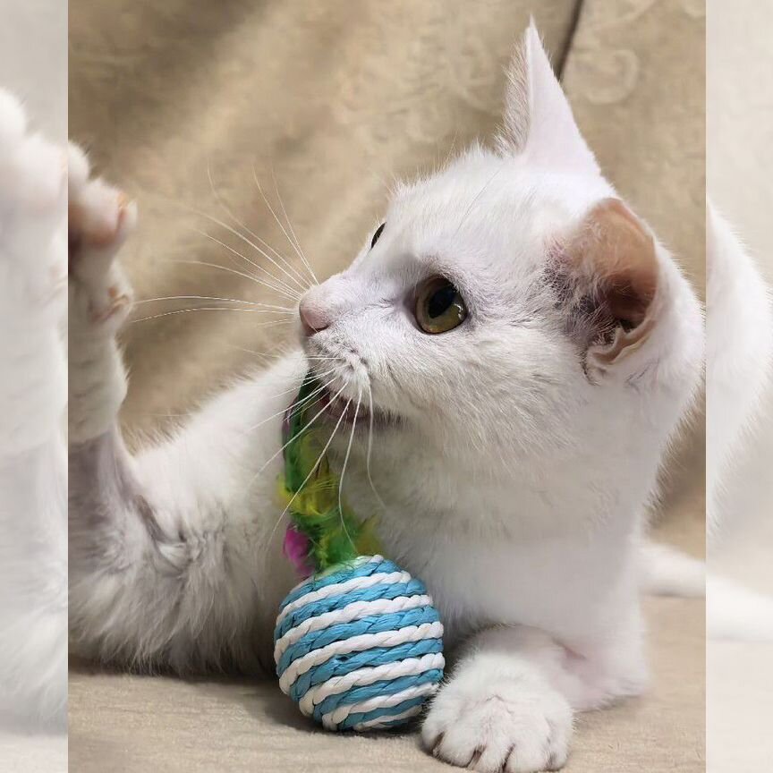 Котёнок в добрые руки