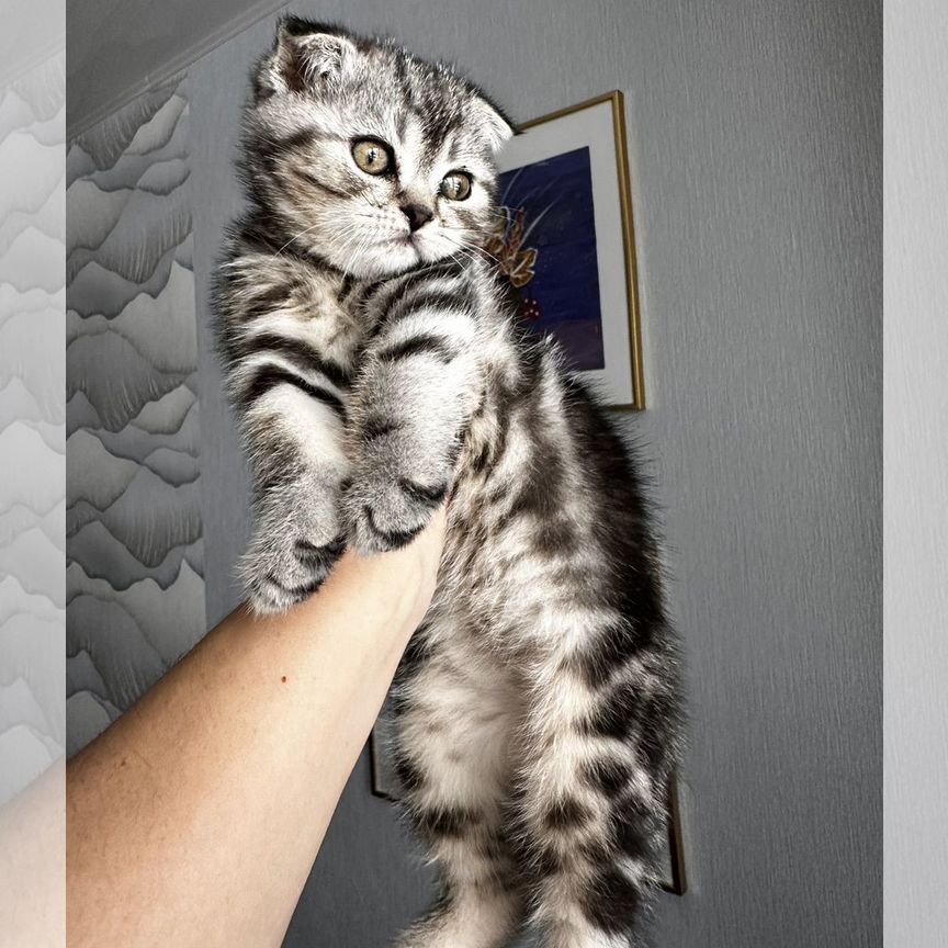 Шотландские вислоухие котята
