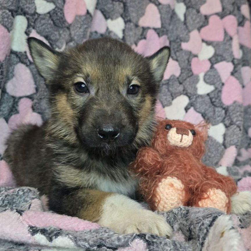 Щенок в добрые руки