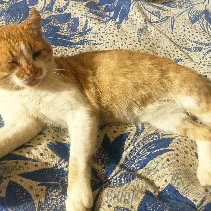 Котята в добрые руки бесплатно