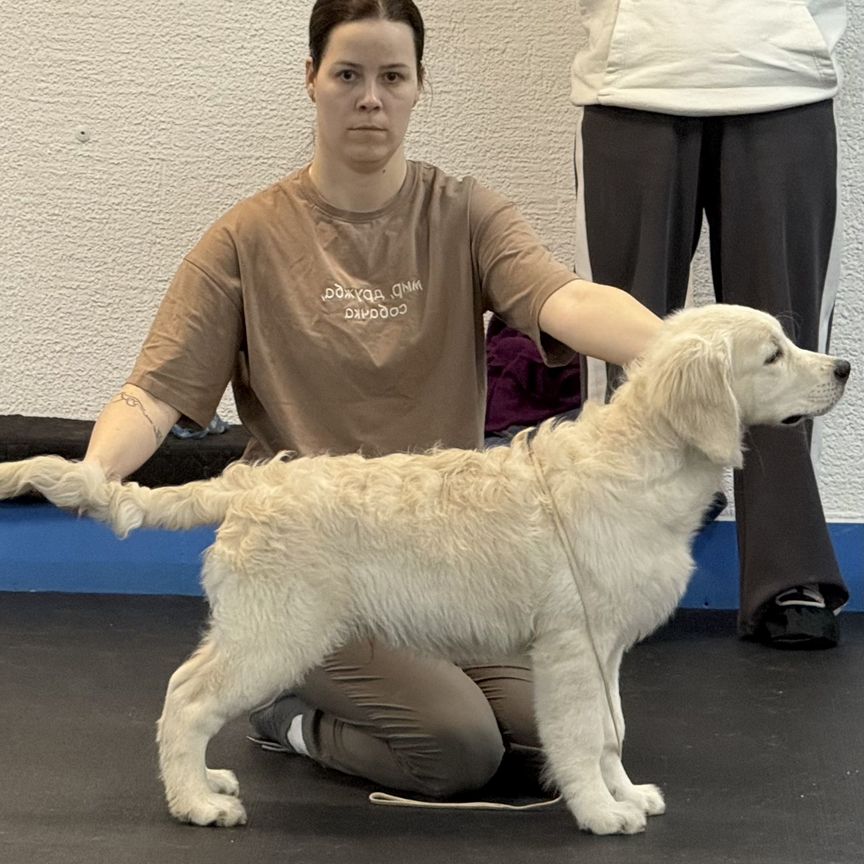 Золотистый ретривер, щенок