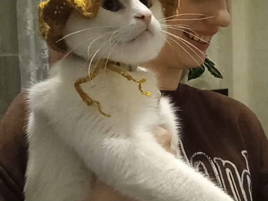 Шапочка для кота
