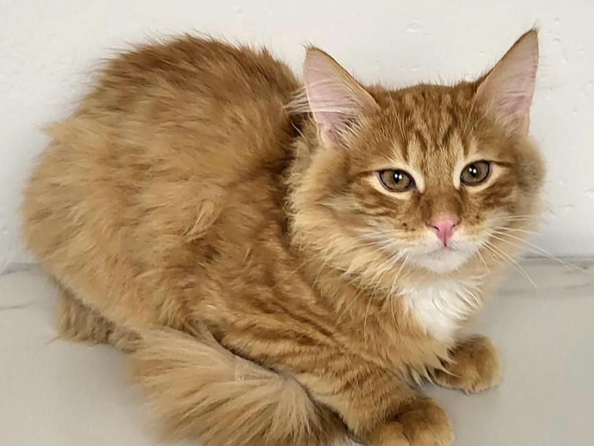 Котенок Геракл