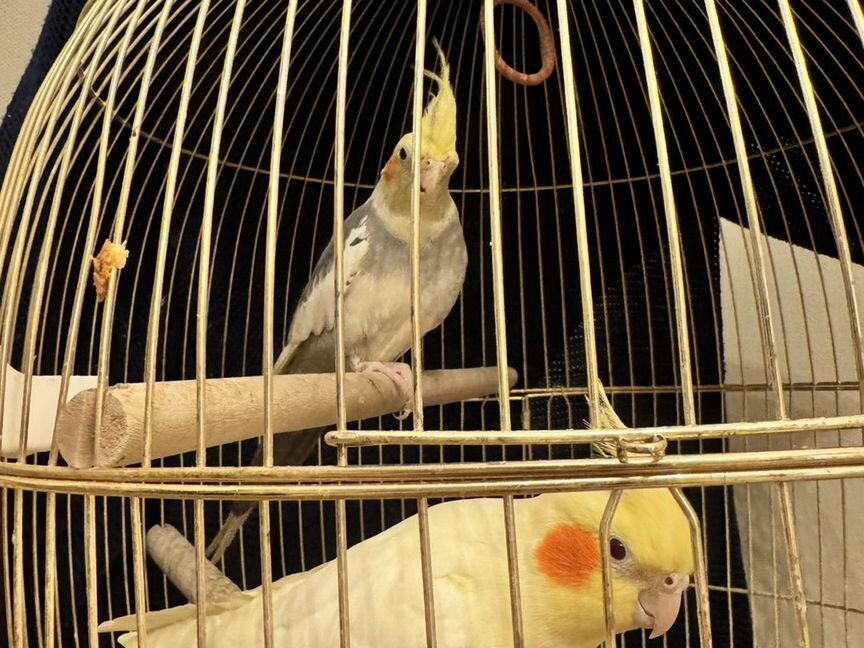 Парочка попугаев корелла с клеткой и кормом