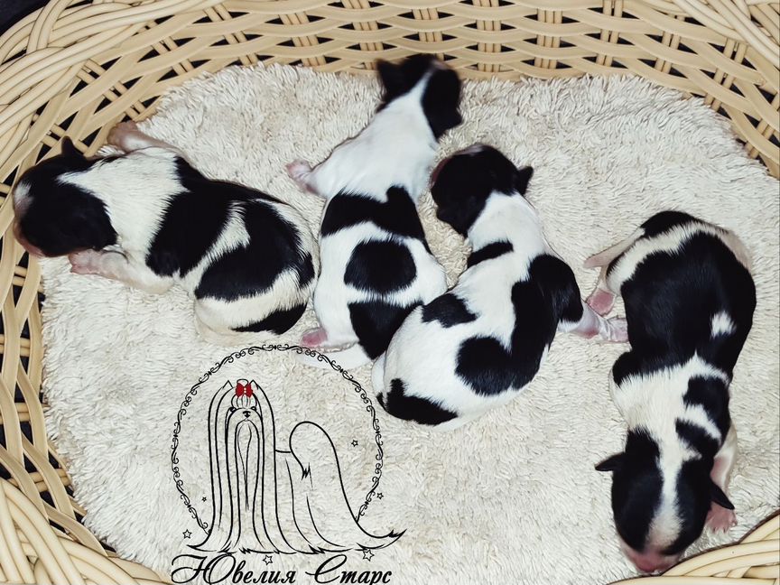 Щенки Бивер терьер (РКФ)