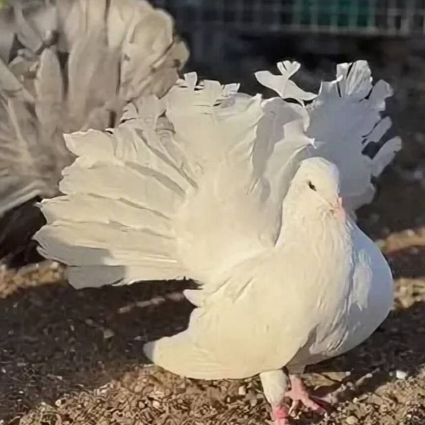 Продажа голубь павлиные