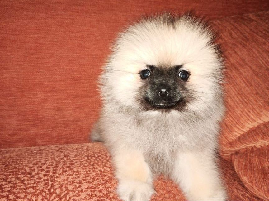 Померанские мишки