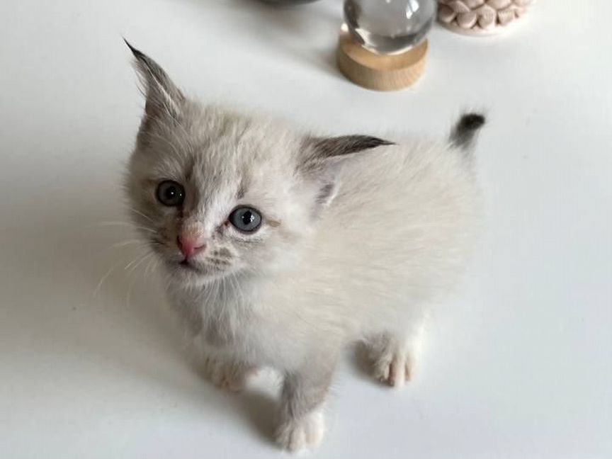 Месячные котята ищут дом